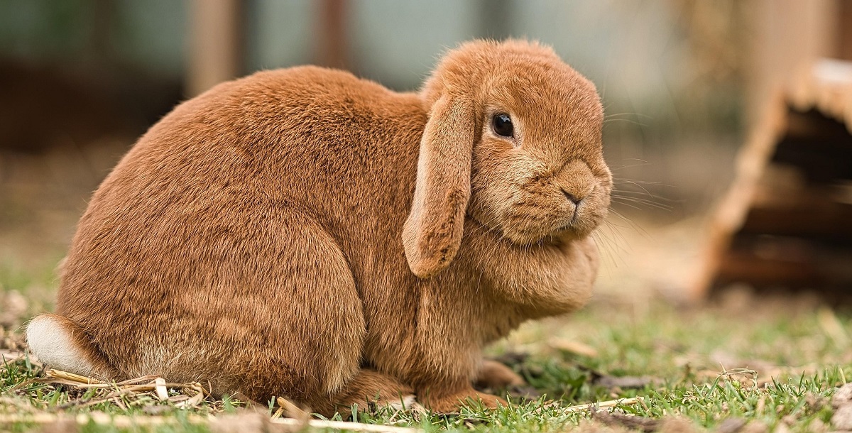 Konijnen - Topdierenkliniek Zaanstreek